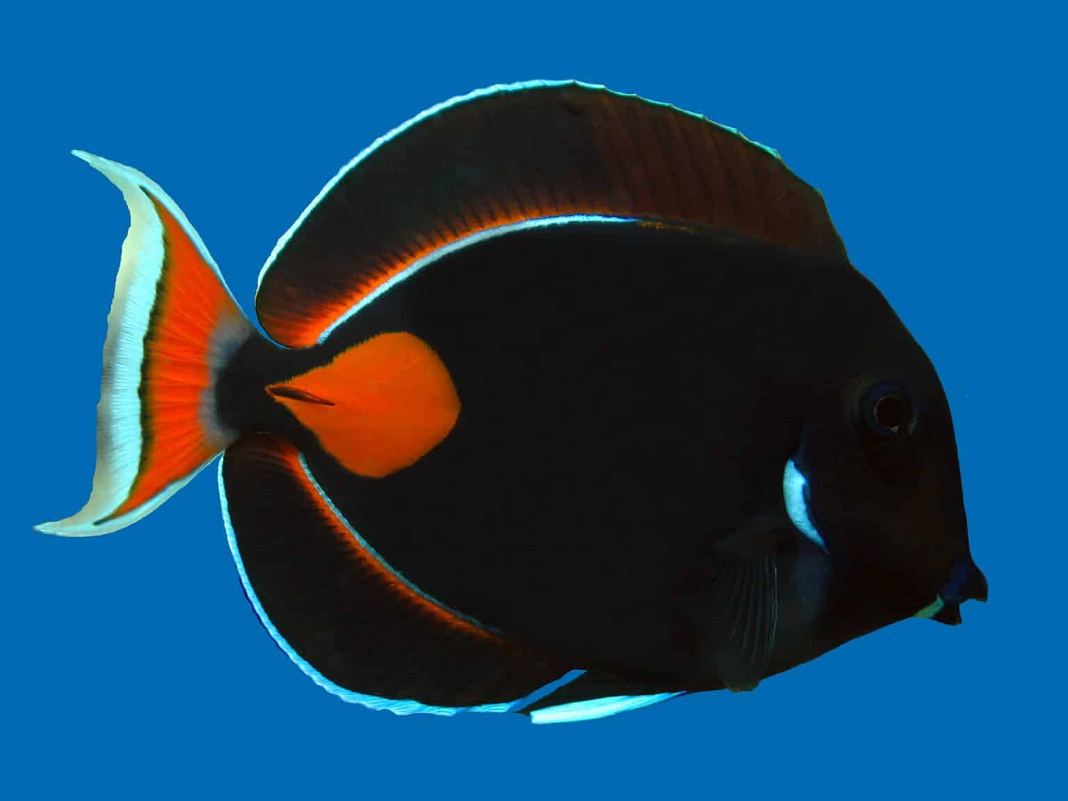 Purple Tang (Zebrasoma Xanthurum): Ultimate Care Guide - Fish Laboratory
