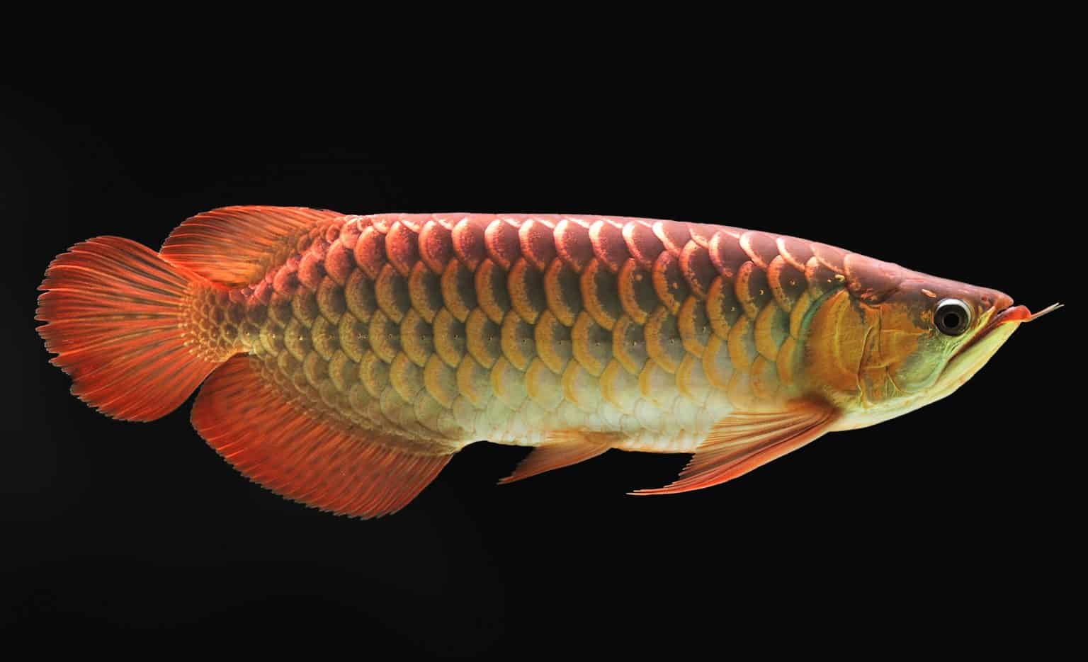 Arowana Fish | Ultimate Guide to Arowana Types & Price - Fish Laboratory