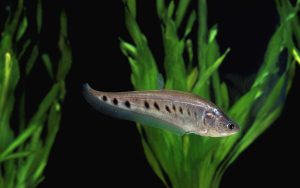 Clown Knife Fish (Chitala ornata): The Ultimate Guide - Fish Laboratory