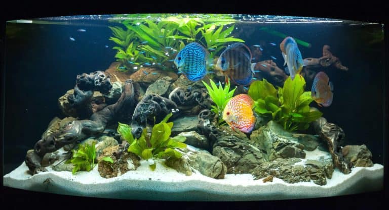 Discus Fish (Symphysodon): Ultimate Care Guide - Fish Laboratory