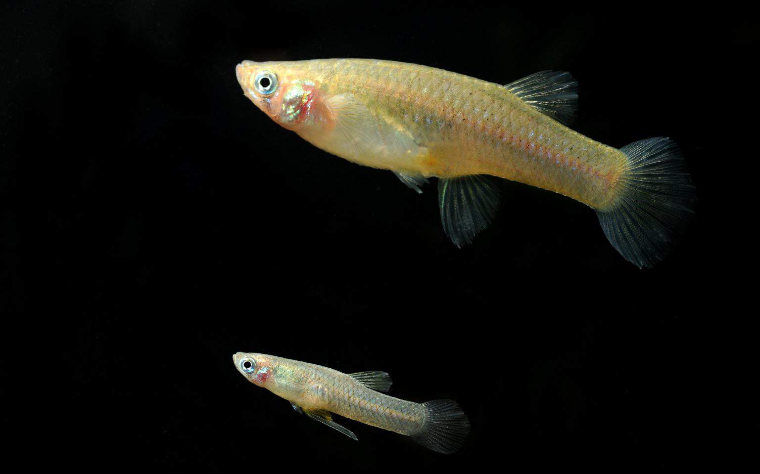 Mosquito Fish (Gambusia affinis) | Ultimate Care Guide - Fish Laboratory