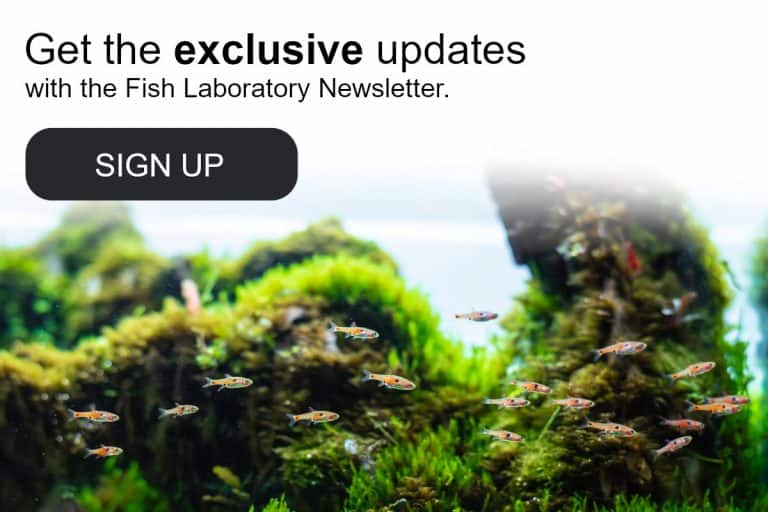 Julii Cory (Corydoras julii): Ultimate Care Guide – Fish Laboratory ...