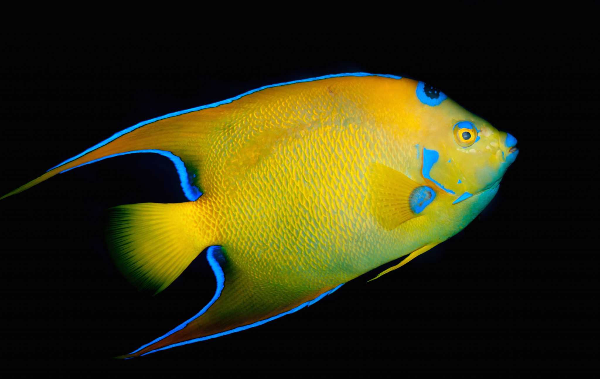 Queen Angelfish (Holacanthus Ciliaris): Ultimate Care Guide - Fish ...