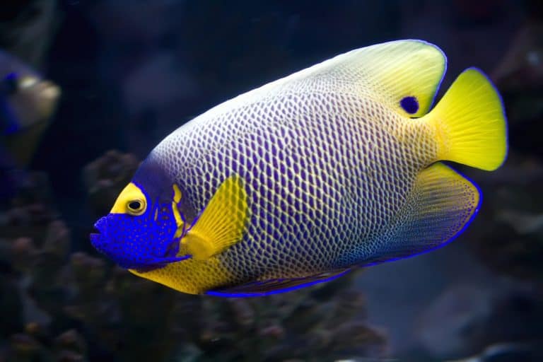 Queen Angelfish (Holacanthus Ciliaris): Ultimate Care Guide - Fish ...
