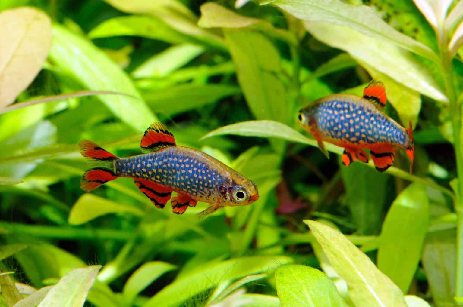 Rasbora Types, Size & Care | Ultimate Guide to Rasbora Fish - Fish ...
