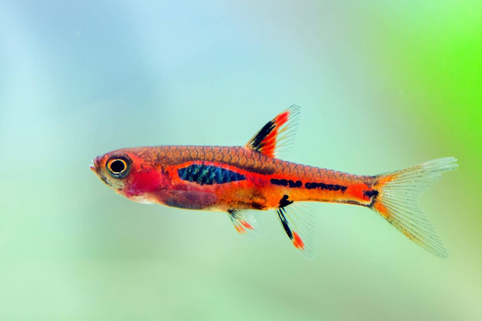 Chili Rasboras Care Diet Size Tank Size Temperature Fish Laboratory Chili Rasboras Care Diet Size Tank Size Temperature Fish Laboratory