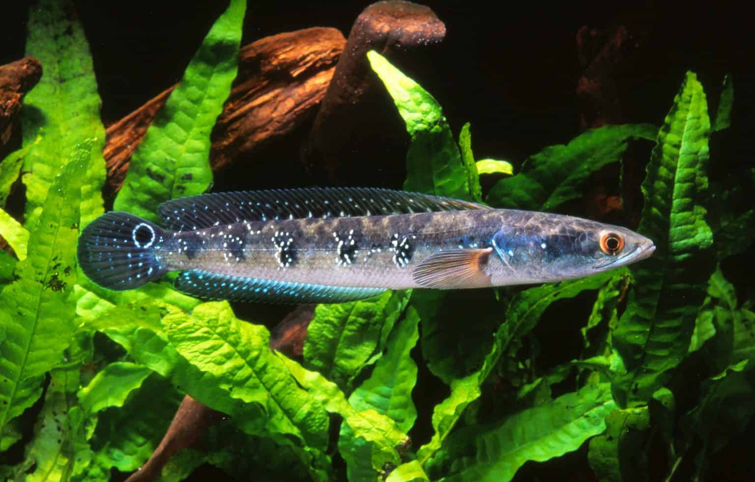 Snakehead Fish: Invasively Beautiful Fish - Fish Laboratory