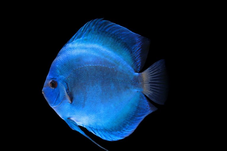 Cichlid Fish: Ultimate Guide to Types of Cichlids - Fish Laboratory