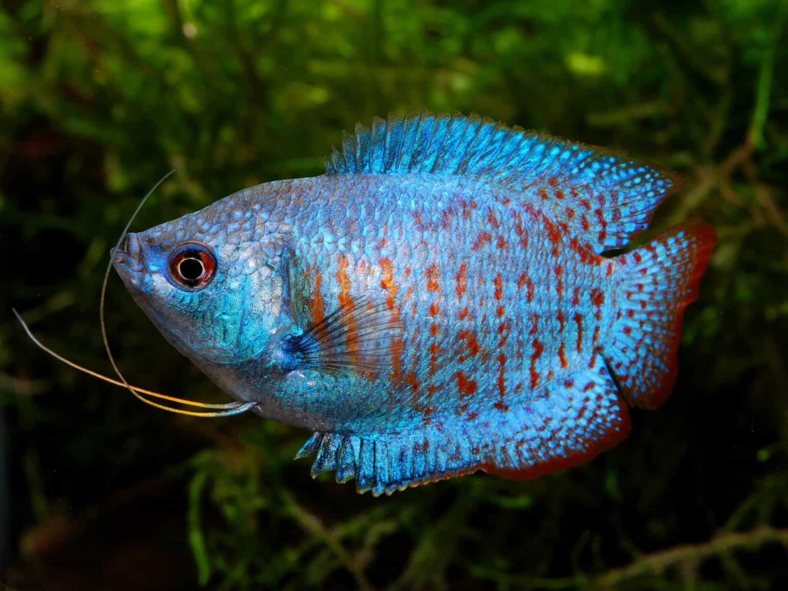 18 Best Aquarium Fish for Beginners - Fish Laboratory