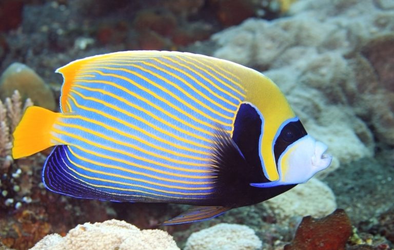 Queen Angelfish (Holacanthus Ciliaris): Ultimate Care Guide - Fish ...