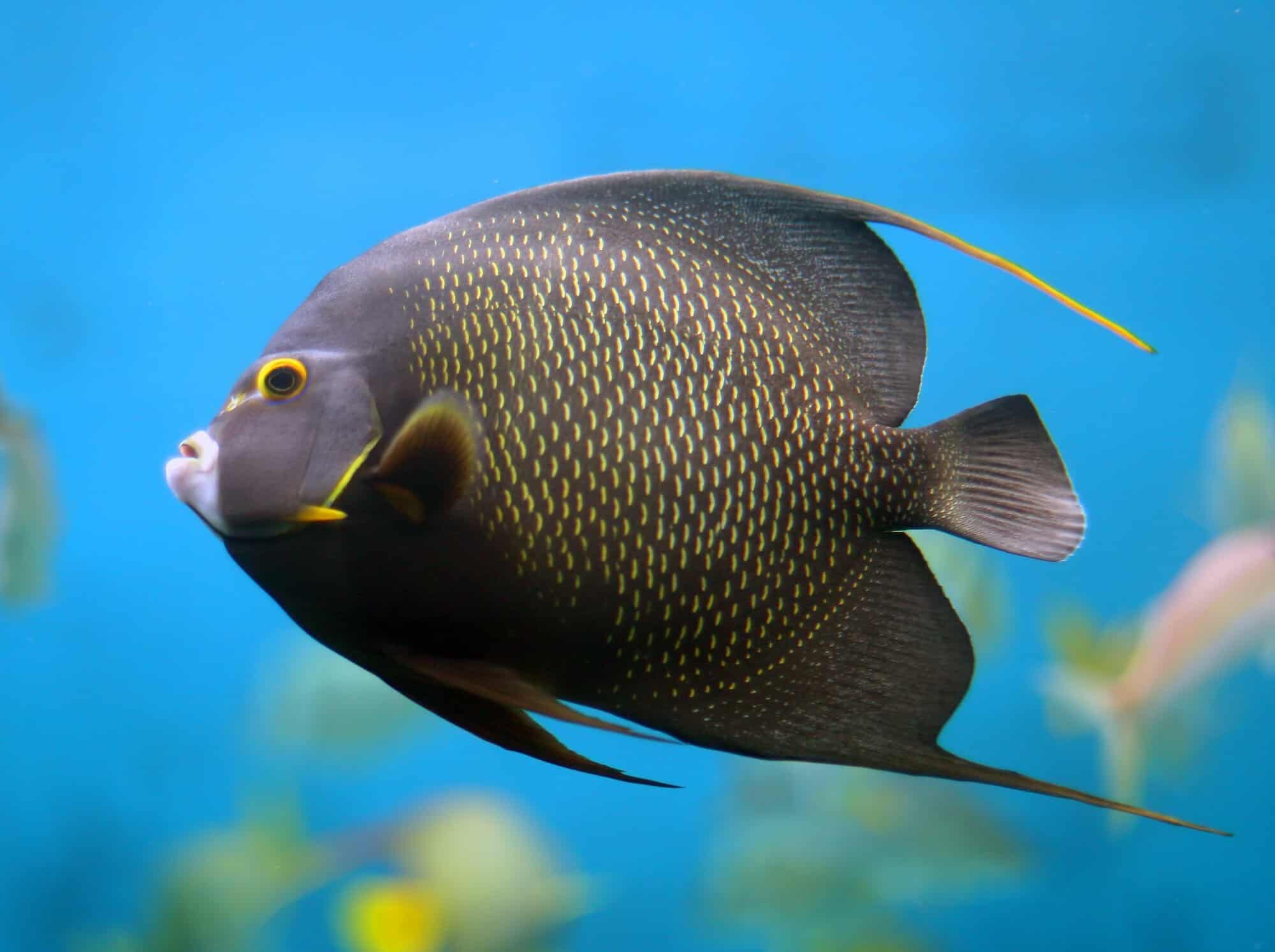 French Angelfish - Fish Laboratory