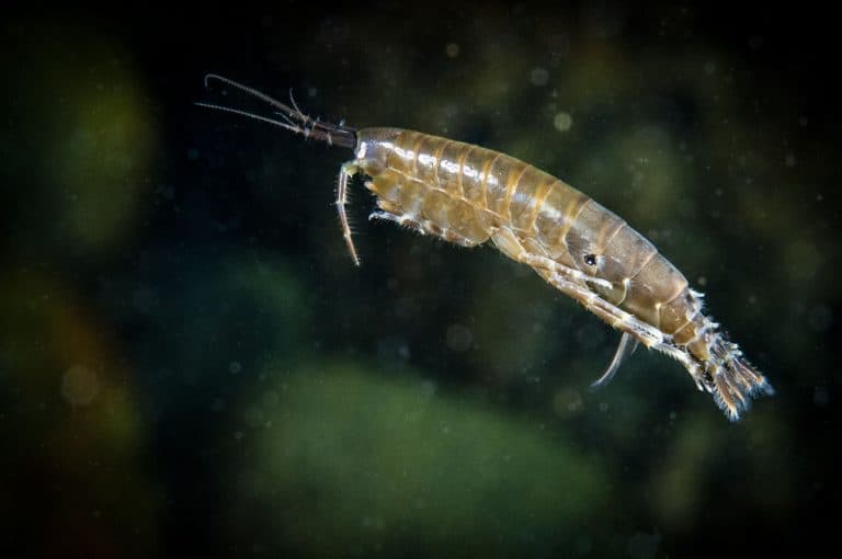 Benefit of Gammarus Shrimp as Fish Food - Fish Laboratory