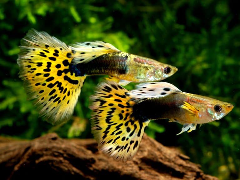 18 Easiest Fish to Breed - Fish Laboratory