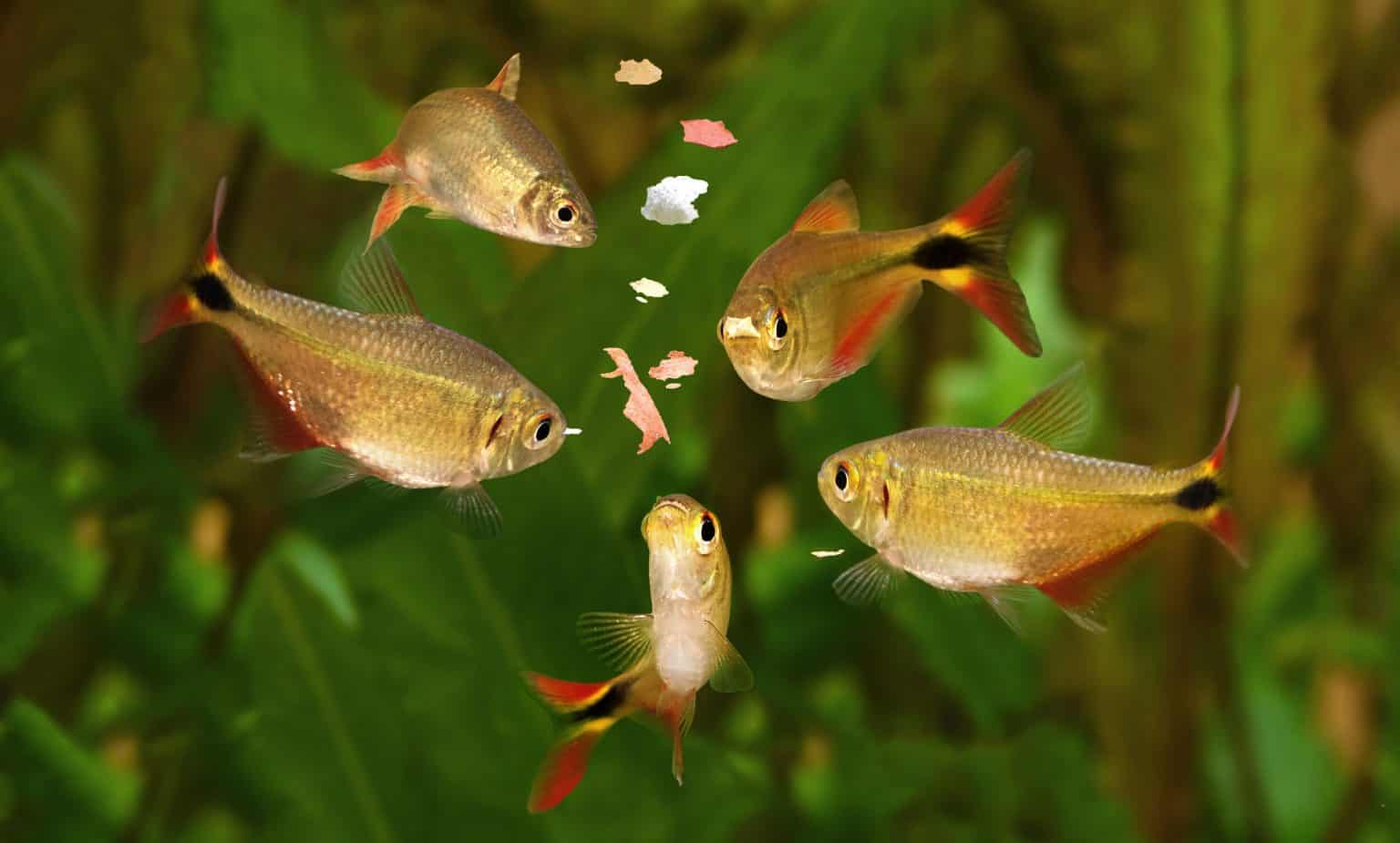 18 Easiest Fish to Breed - Fish Laboratory