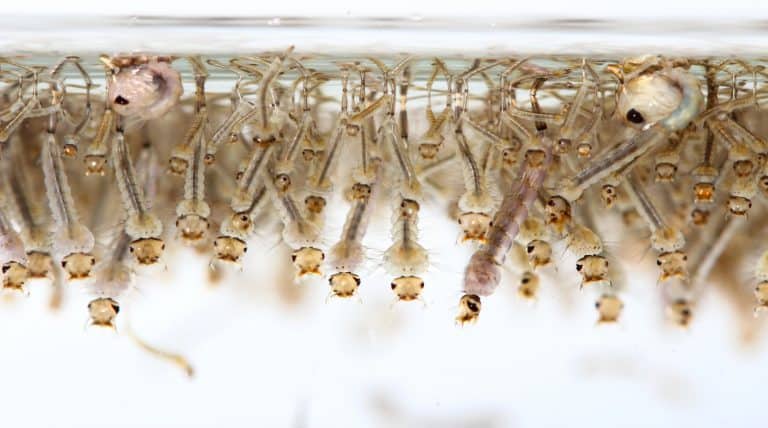Live Fish Food: Ultimate Guide to Types of Live Cultures - Fish Laboratory