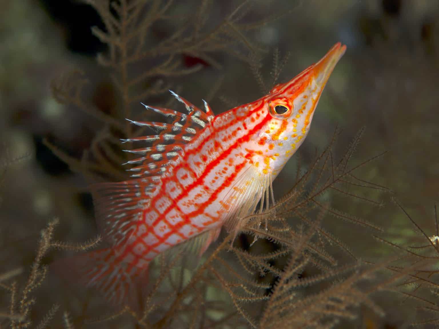 Longnose Hawkfish (Oxycirrhites typus): Ultimate Care Guide - Fish ...