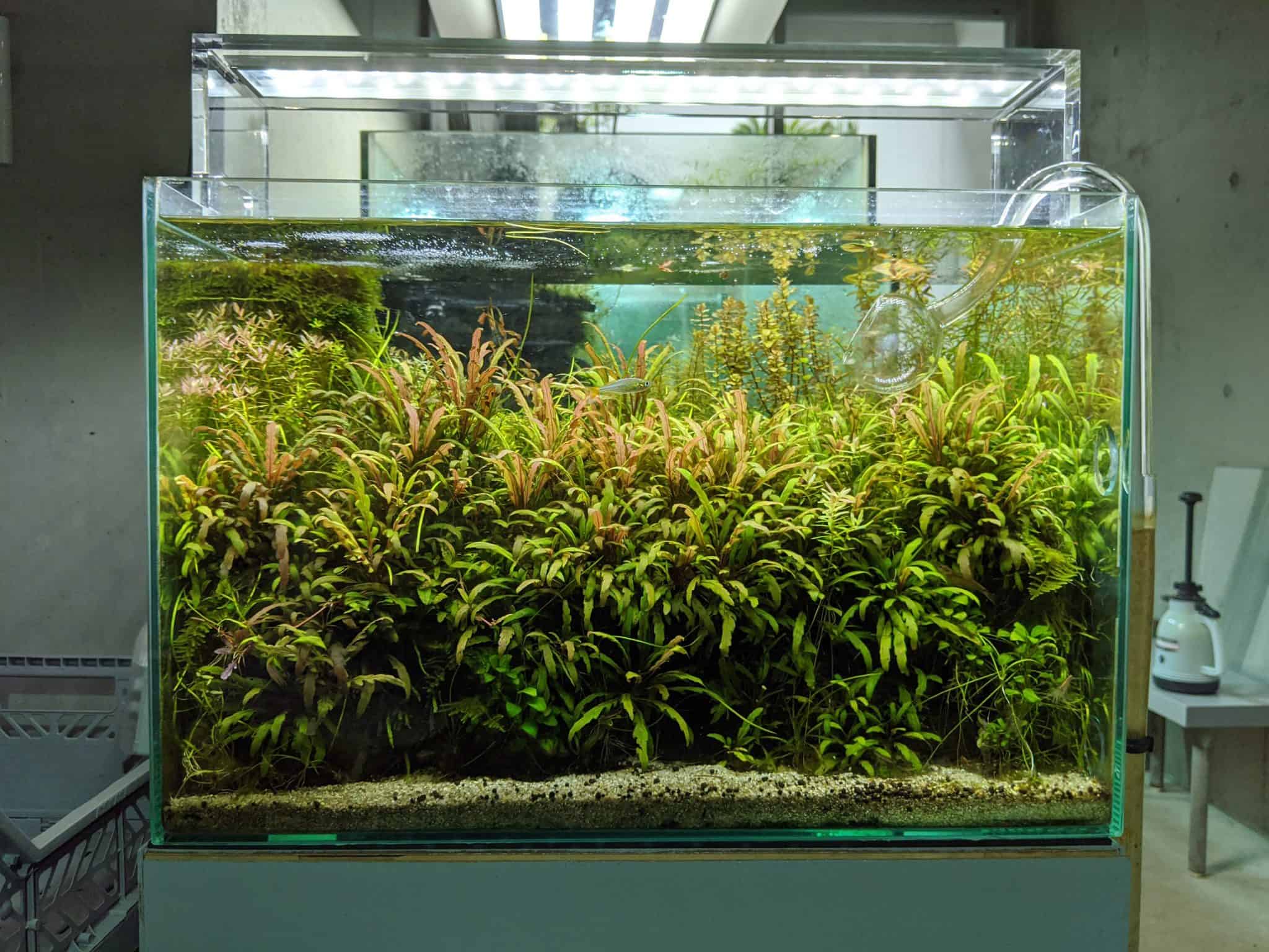 Best Aquarium Filter Media: Guide to Bio Filter Media & More - Fish ...