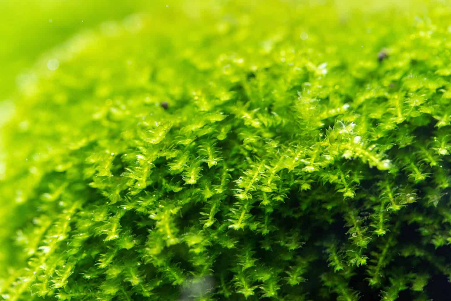 Types of Aquarium Moss & More | The Ultimate Guide