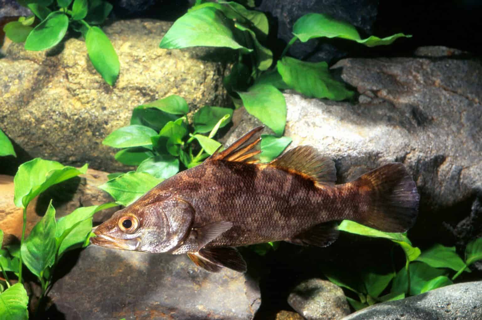 Marble Goby (Oxyeleotris Marmoratus): Ultimate Care Guide - Fish Laboratory