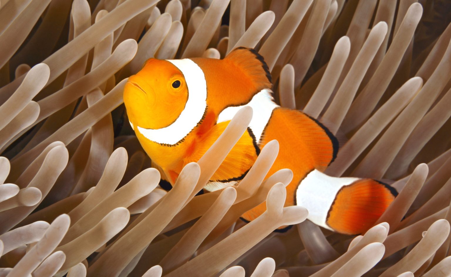 Maroon Clownfish (Premnas Biaculeatus): Ultimate Care Guide