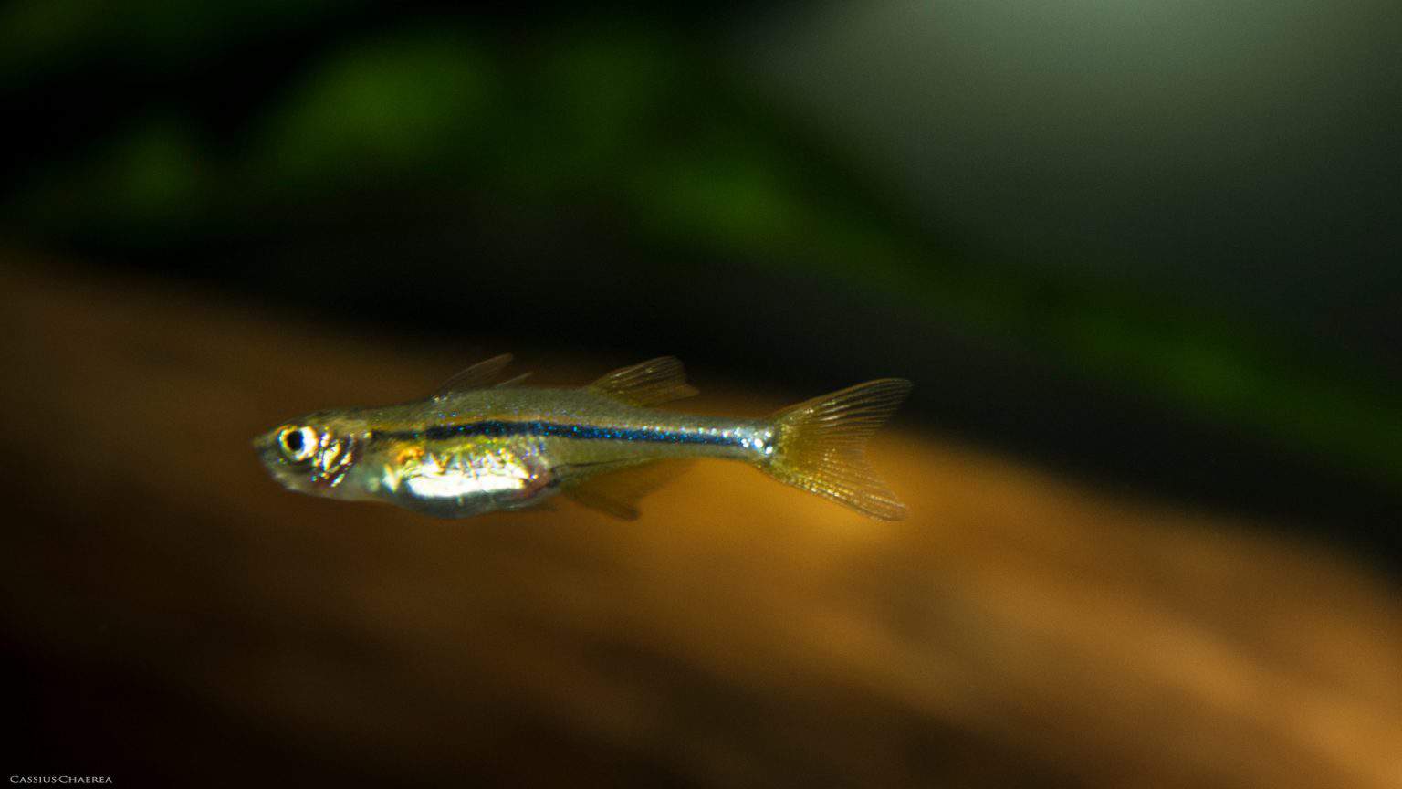 Orange Hatchet Danio: Care, Lifespan, Breeding & More - Fish Laboratory