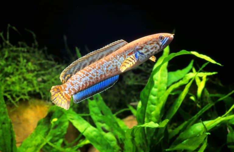 Snakehead Fish: Invasively Beautiful Fish - Fish Laboratory