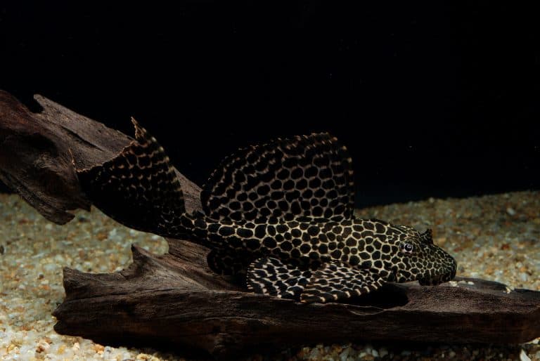 Orange Seam Pleco (L106 Hemiancistrus guahiborum): Ultimate Care Guide ...