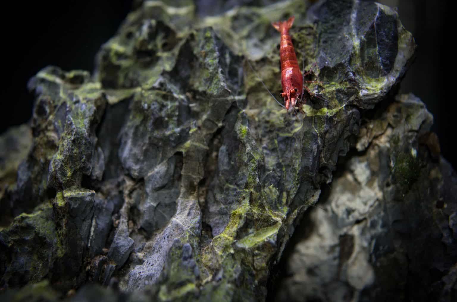 Seiryu Stone: What is an Aquarium Seiryu Stone Rock? - Fish Laboratory