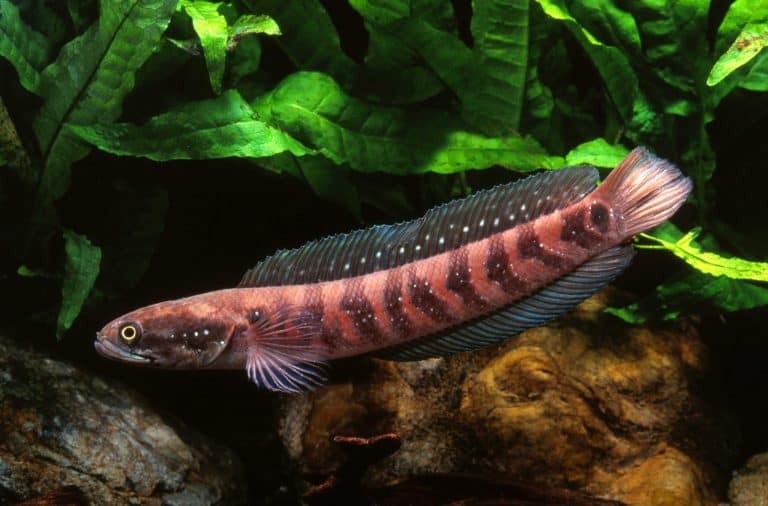 Snakehead Fish: Invasively Beautiful Fish - Fish Laboratory