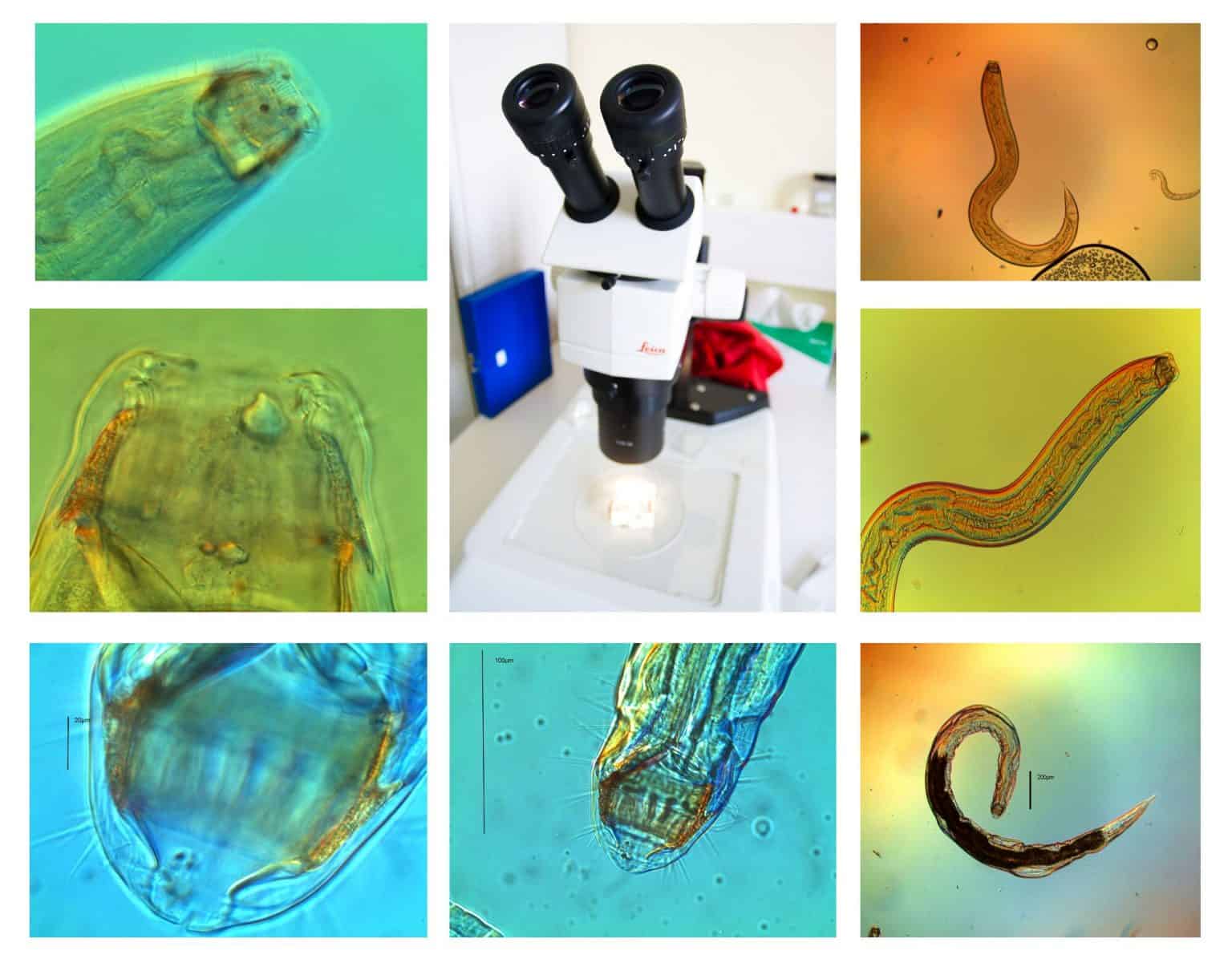 Soil Nematodes of the Antarctic Dry Valleys - Fish Laboratory