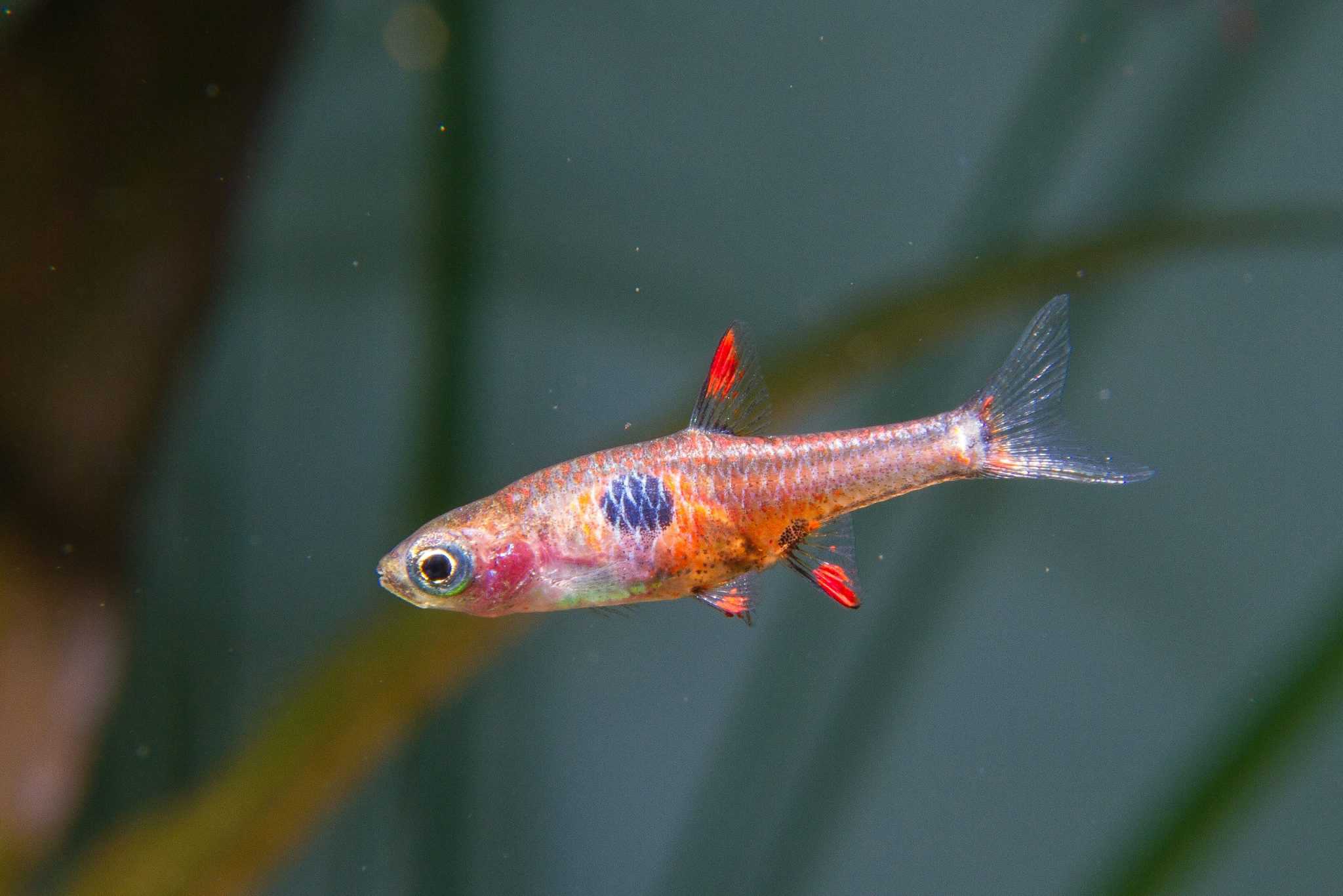 Strawberry Rasbora: Care, Size, Breeding, Tank Size & More - Fish ...