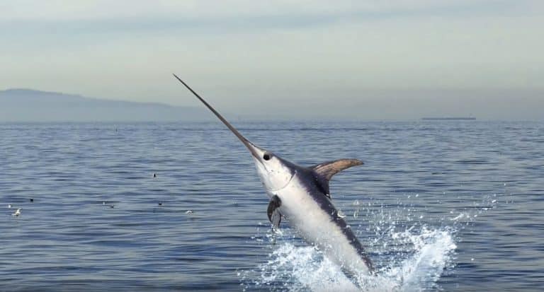 Sword Fish Facts: How Do Swordfish Reproduce? - Fish Laboratory