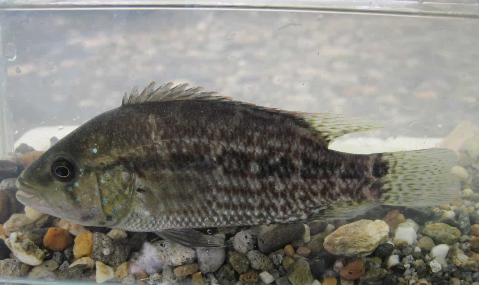 Acei Cichlid (Pseudotropheus Acei): Ultimate Care Guide - Fish Laboratory