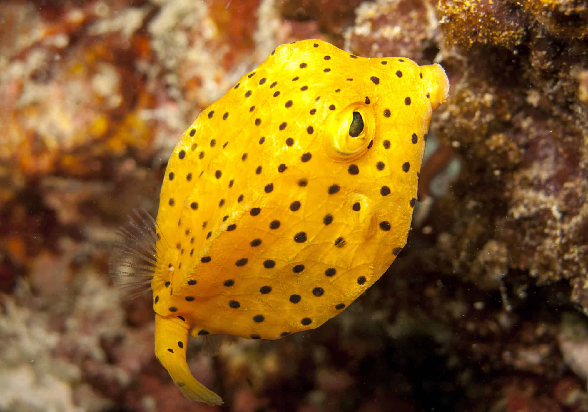 Yellow Boxfish (Ostracion cubicus) - Fish Laboratory