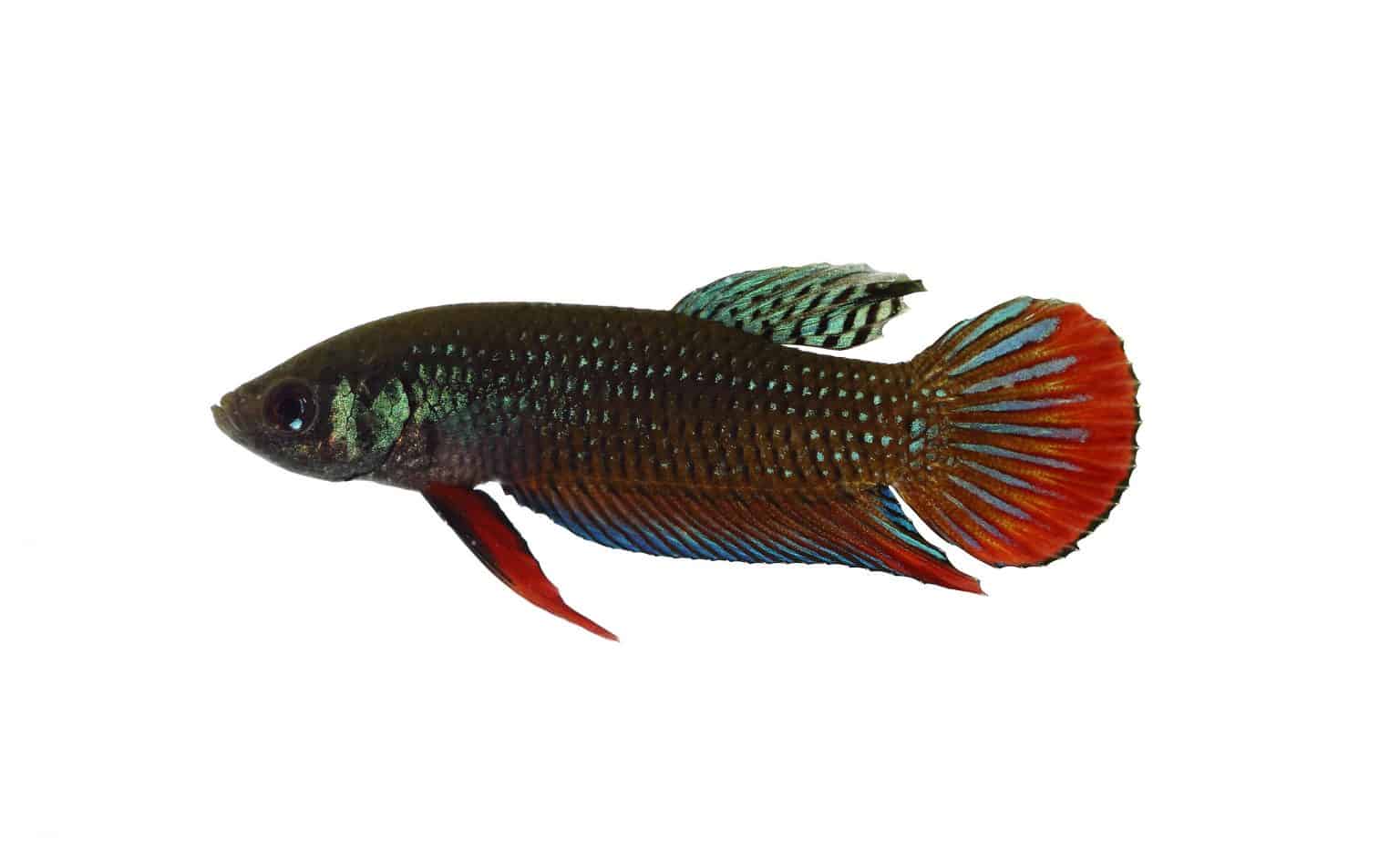 Wild Betta Fish | Different Types & Natural Habitat - Fish Laboratory