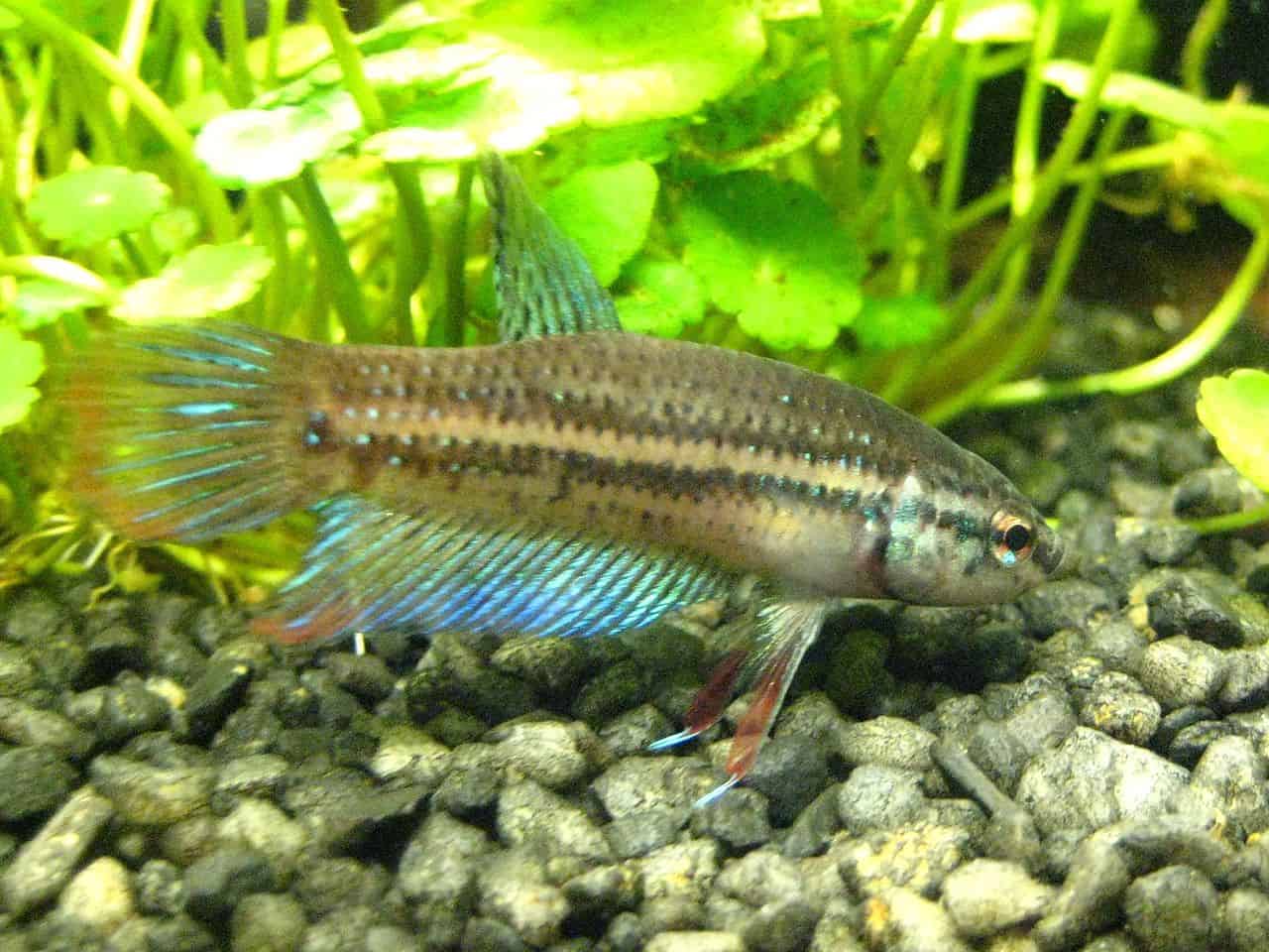 Alien Betta: Care, Size, Breeding, Genetics & More - Fish Laboratory