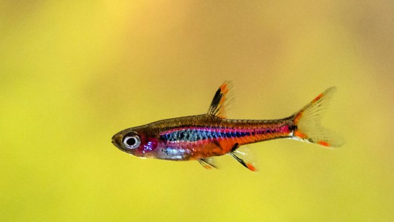 Neon Green Rasbora (Microdevario kubotai): Care & Lifespan - Fish ...