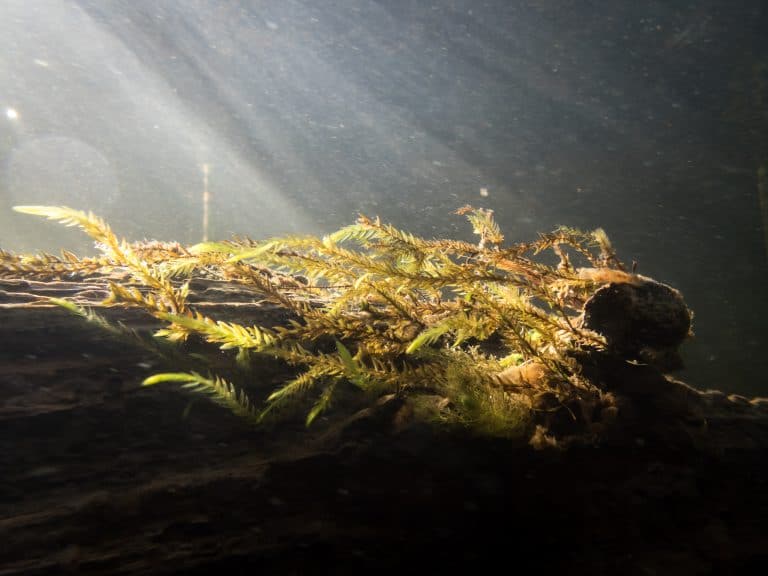 Willow Moss (Fontinalis Antipyretica): Care & How to Grow - Fish Laboratory