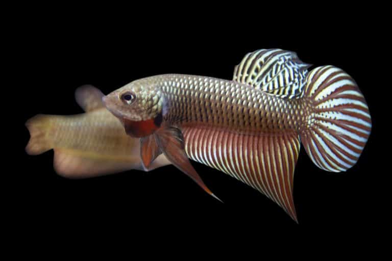 Wild Betta Fish | Different Types & Natural Habitat - Fish Laboratory