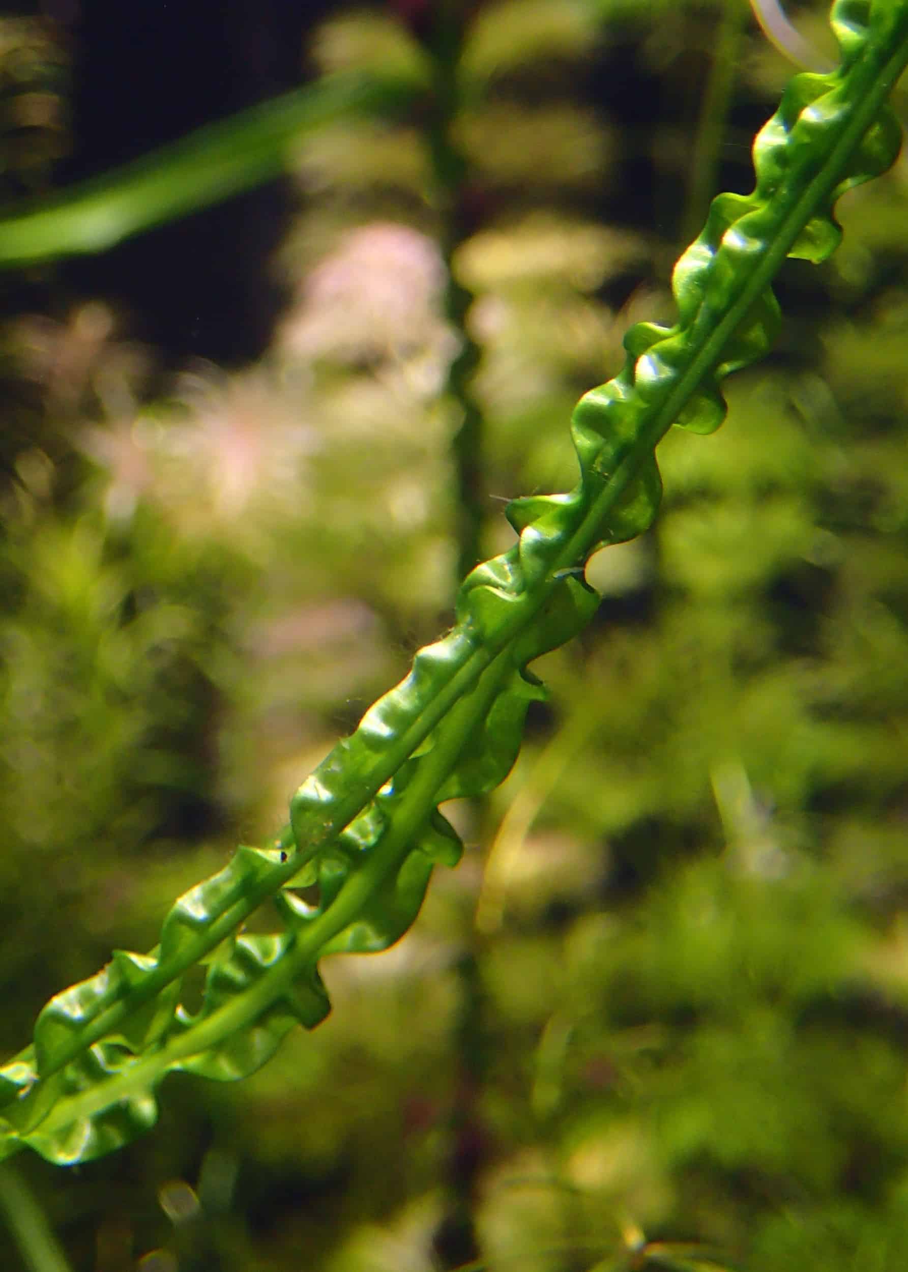 Crinum Calamistratum (African Onion Plant): Complete Care Guide - Fish ...