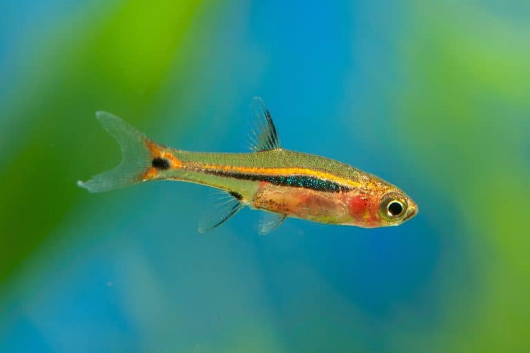 Chili Rasboras Care: Diet, Size, Tank Size & Temperature - Fish Laboratory