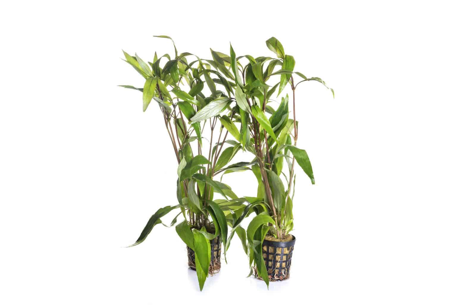 Hygrophila Corymbosa: Planting, Care, Propagation & Height - Fish ...