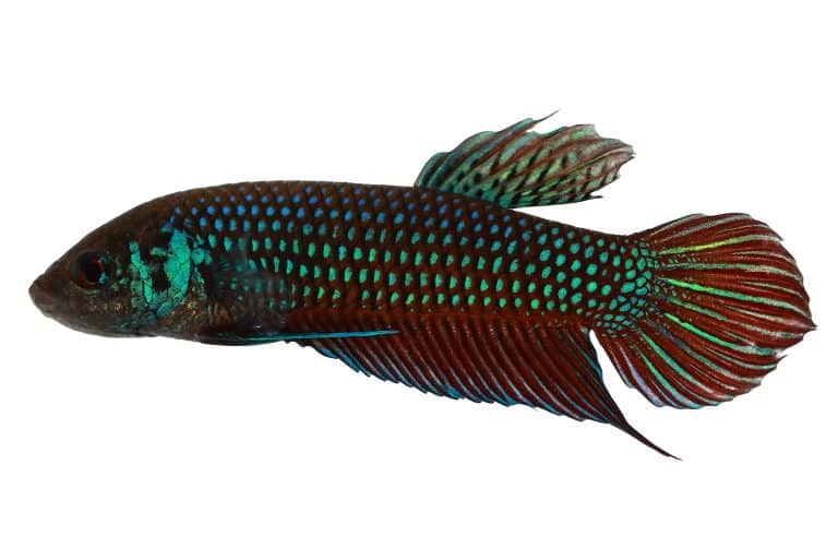 Betta Mahachaiensis (Betta Mahachai): Ultimate Care Guide - Fish Laboratory