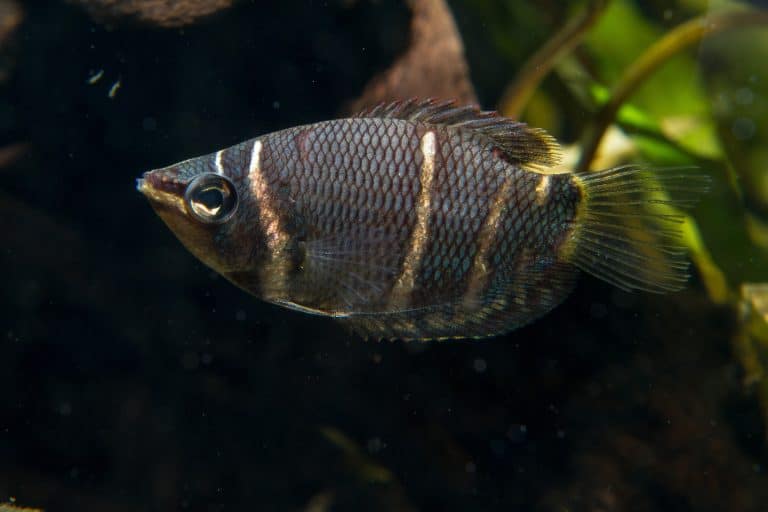 Snakeskin Gourami (Trichopodus Pectoralis): Ultimate Care Guide - Fish ...