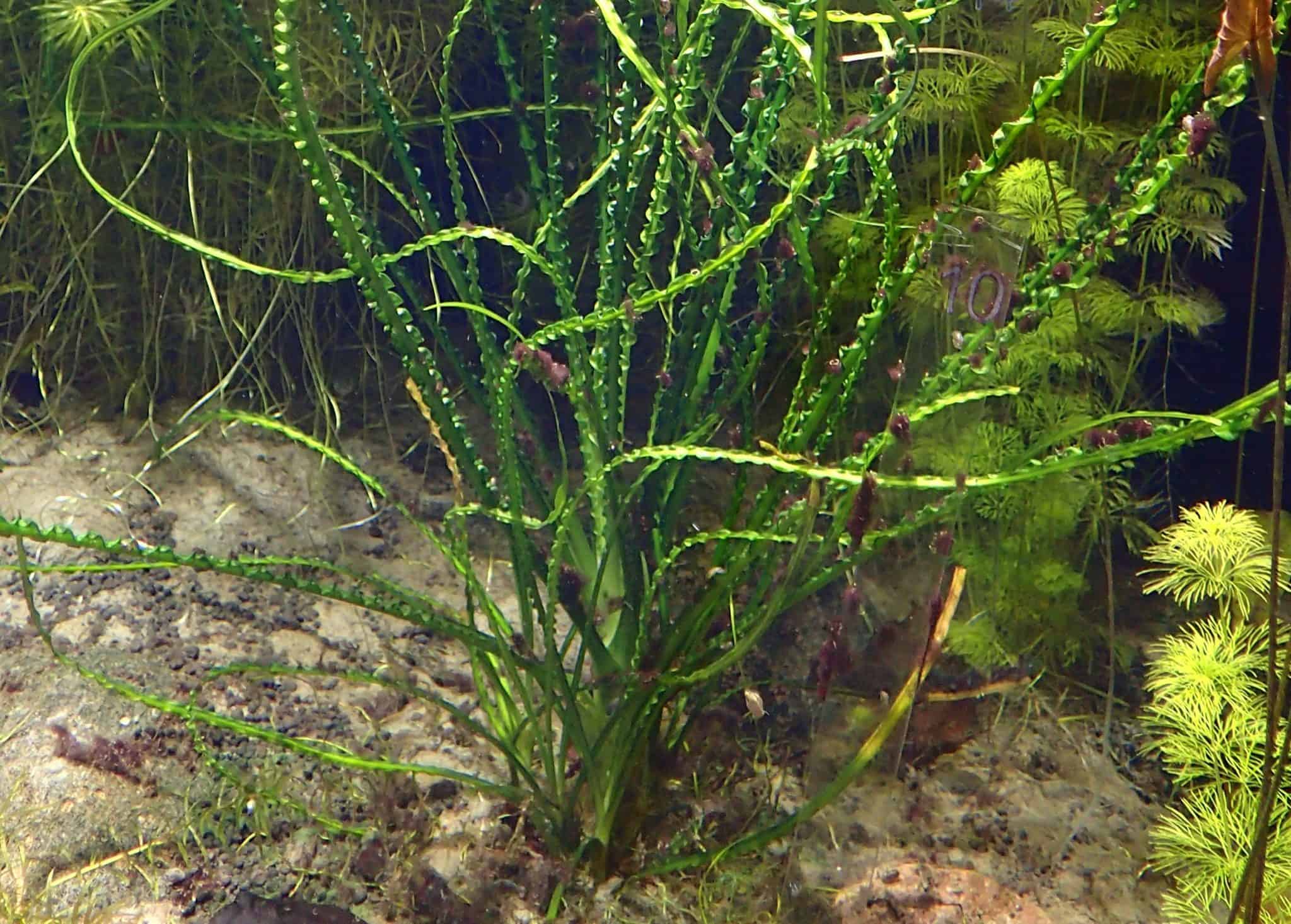 Crinum Calamistratum (African Onion Plant): Complete Care Guide - Fish ...