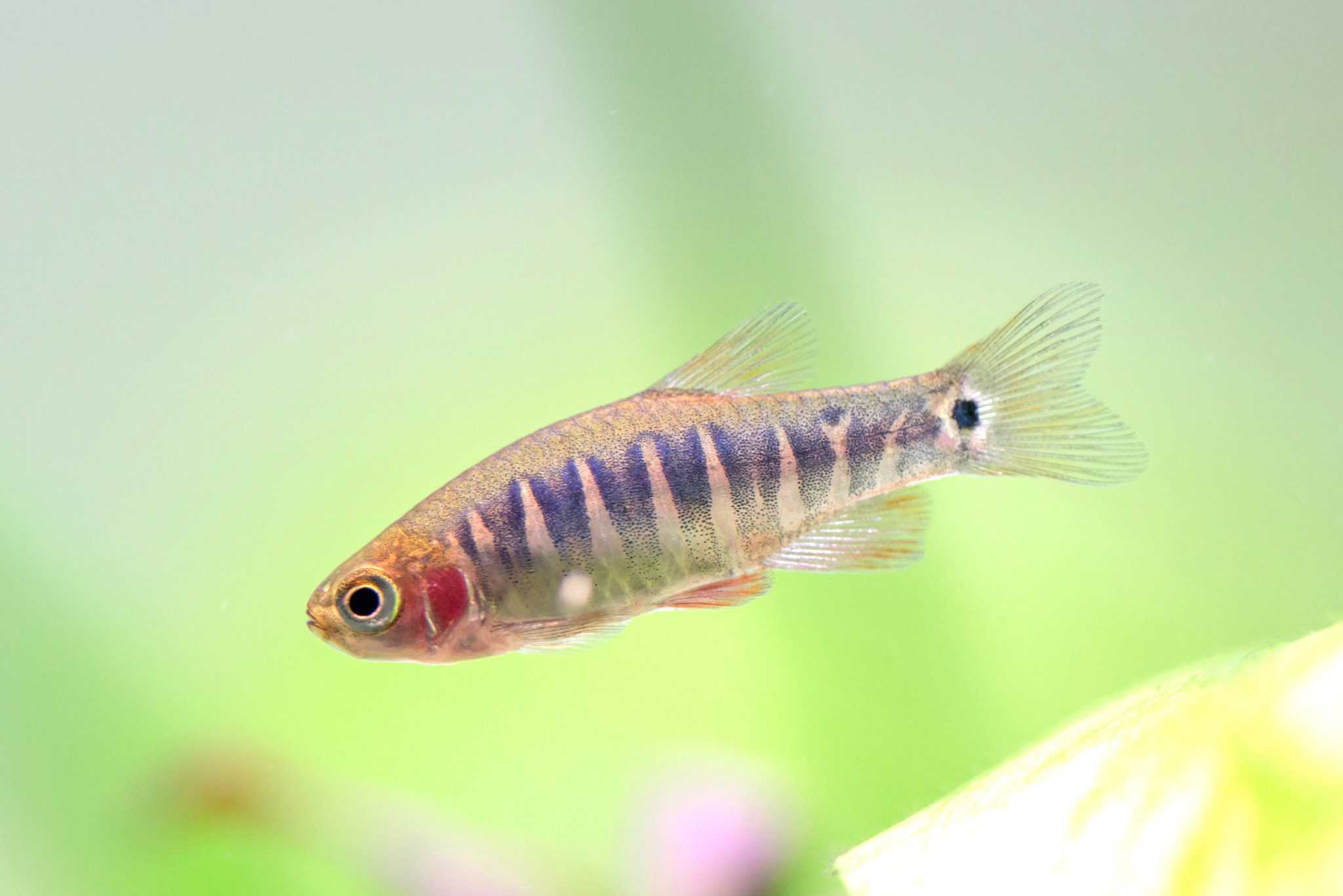 Rasbora Types, Size & Care | Ultimate Guide to Rasbora Fish - Fish ...
