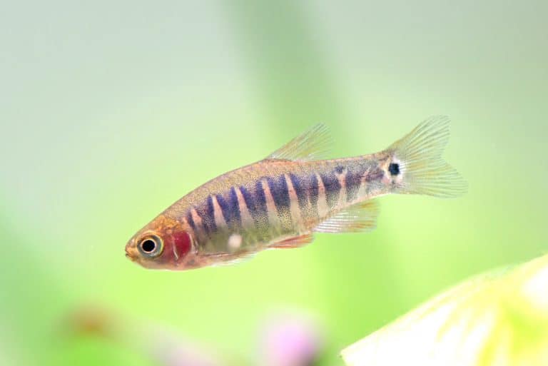 Neon Green Rasbora (Microdevario kubotai): Care & Lifespan - Fish ...