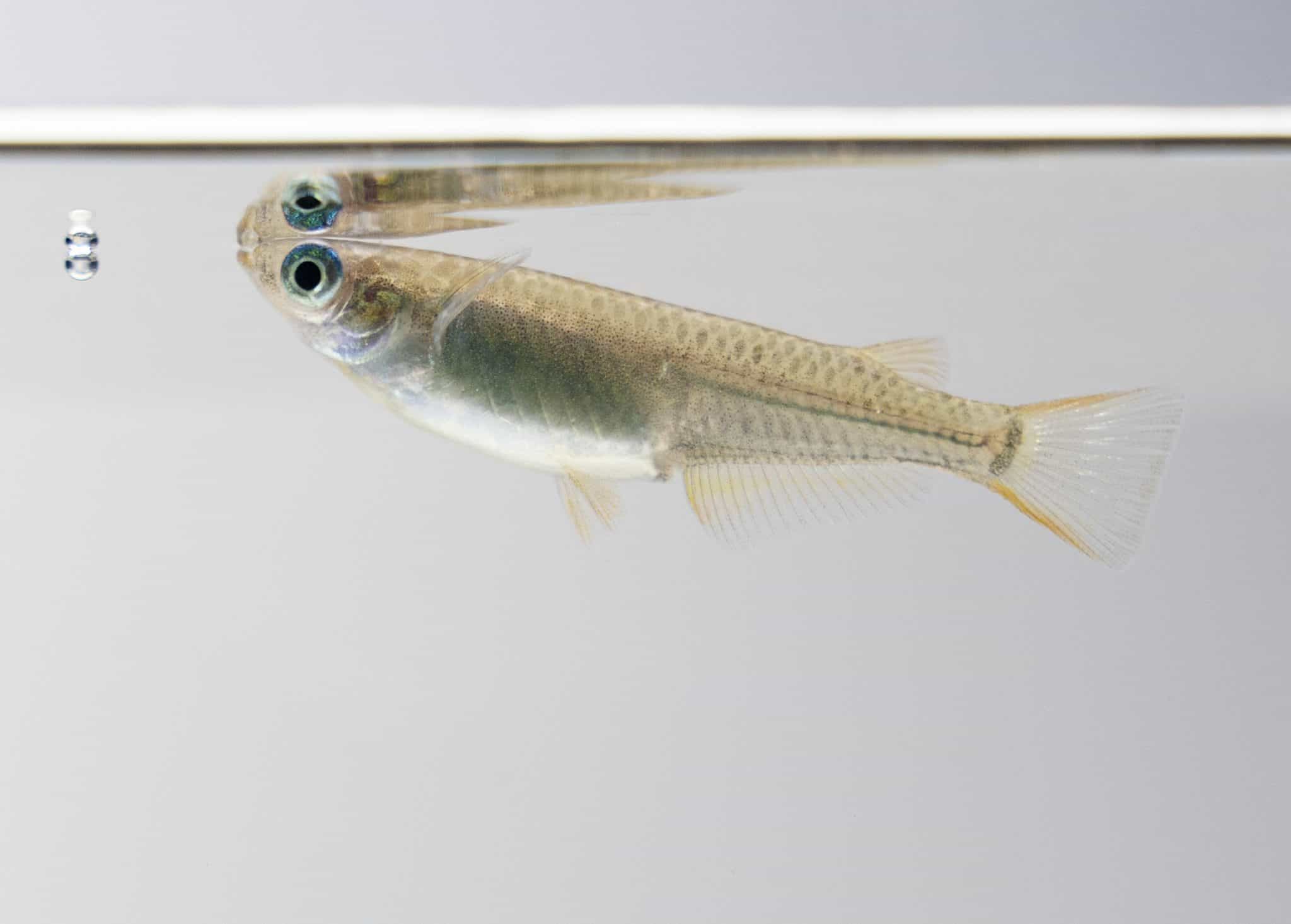 Japanese Rice Fish (Oryzias latipes): Care Guide - Fish Laboratory