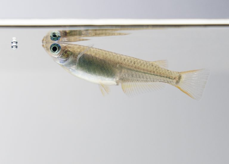 Japanese Rice Fish (Oryzias latipes): Care Guide - Fish Laboratory