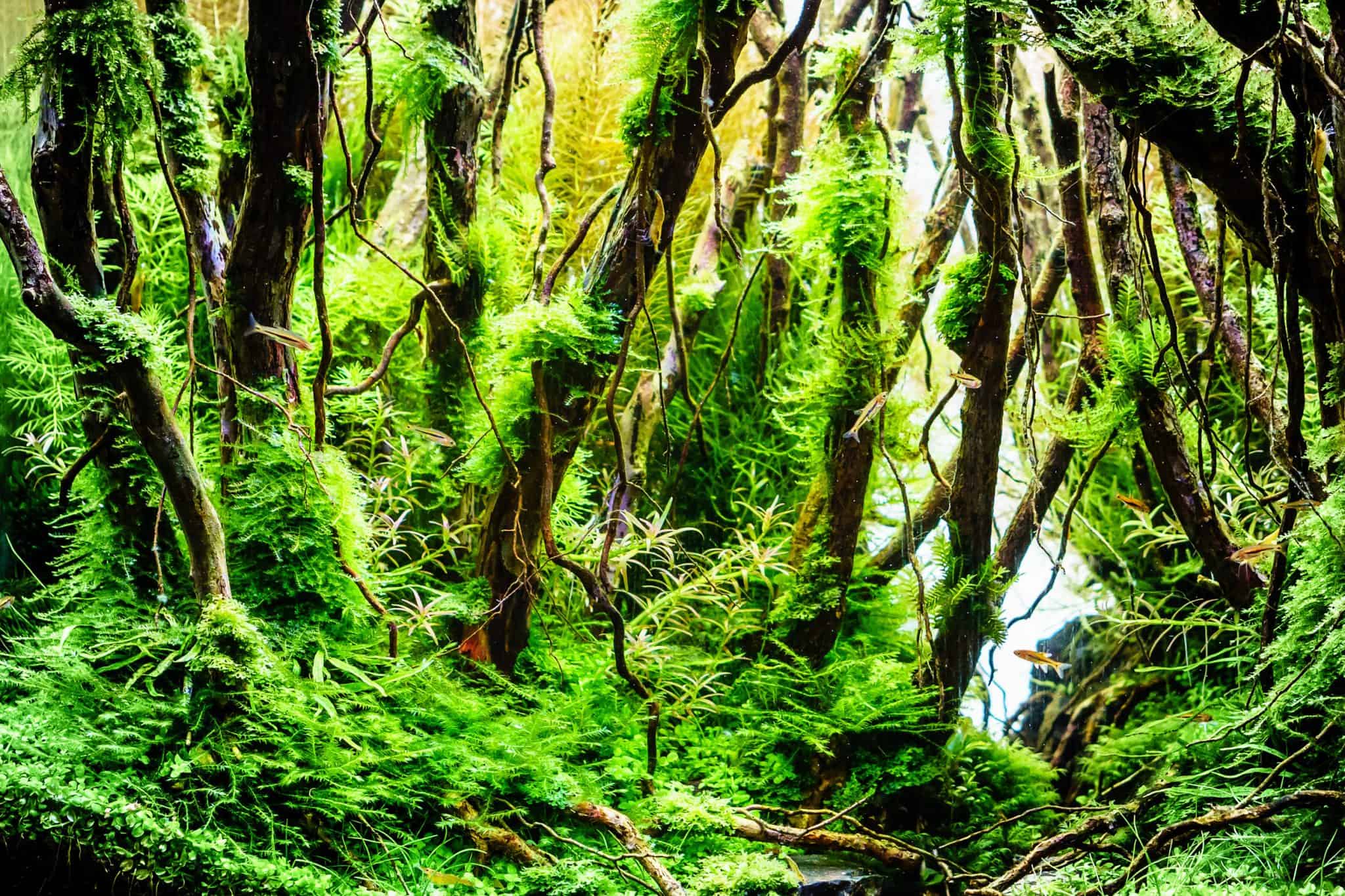 Types of Aquarium Moss & More | The Ultimate Guide - Fish Laboratory